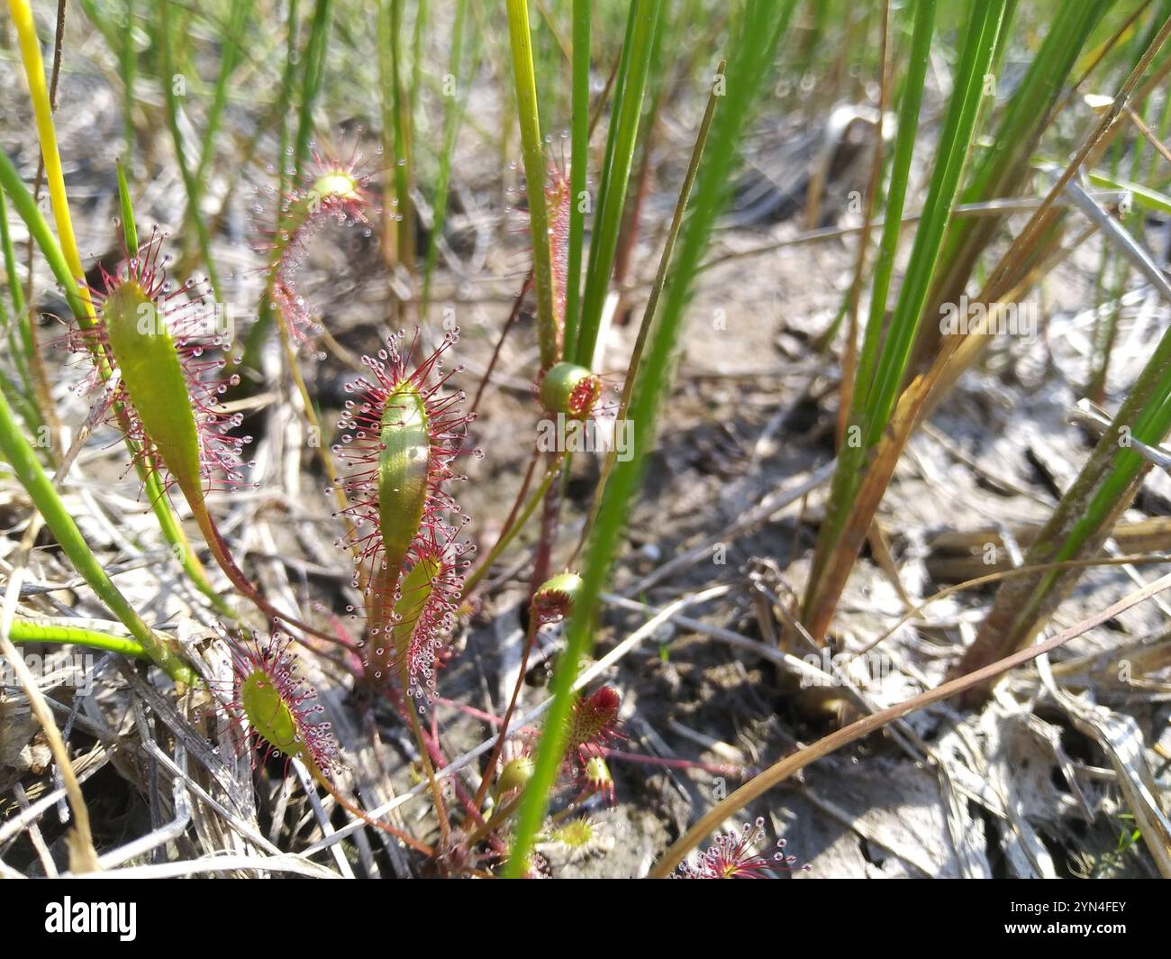 Great Sundew (Drosera anglica Stock Photo - Alamy