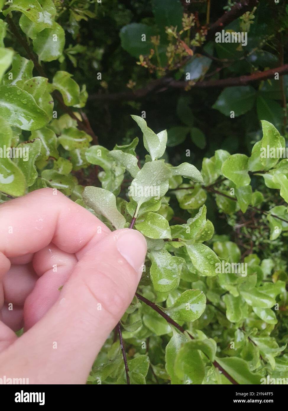 Kohuhu pittosporum tenuifolium hi-res stock photography and images - Alamy