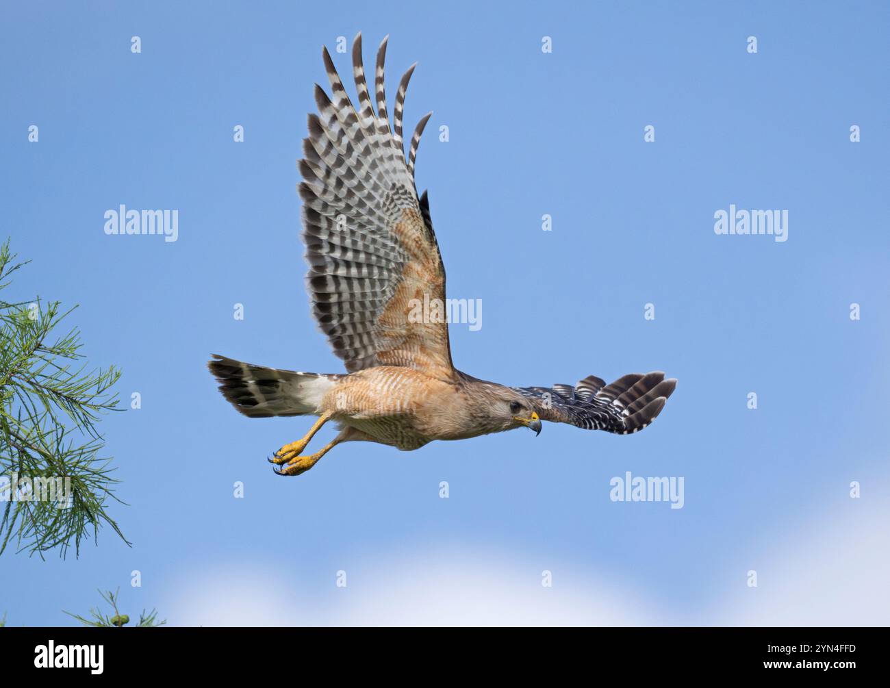 Crew rookery hi-res stock photography and images - Alamy