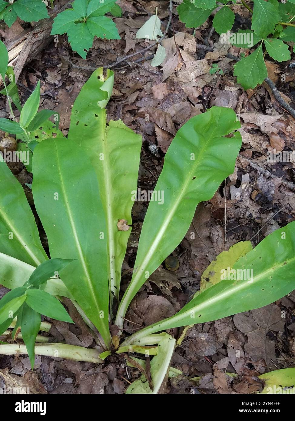 American columbo (Frasera caroliniensis Stock Photo - Alamy