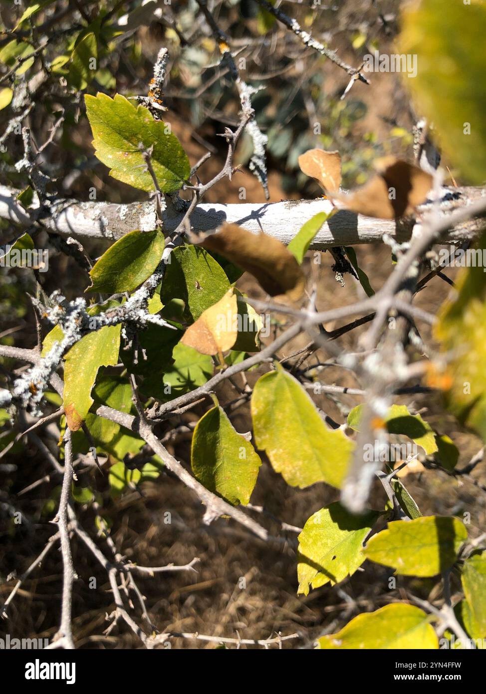 spiny hackberry (Celtis pallida Stock Photo - Alamy