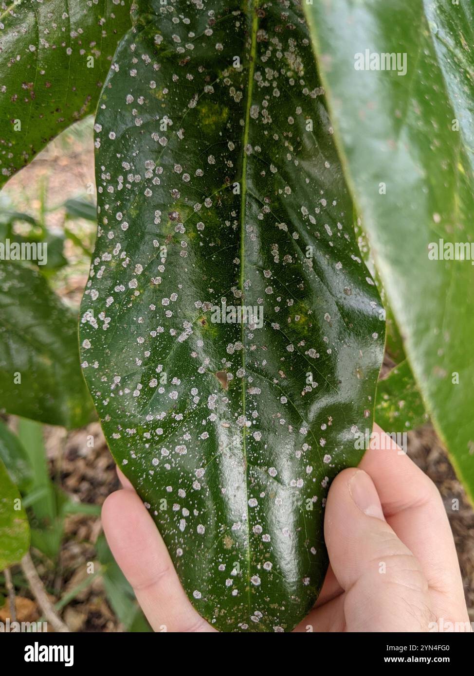 Green Leaf Spots (Strigula smaragdula Stock Photo - Alamy