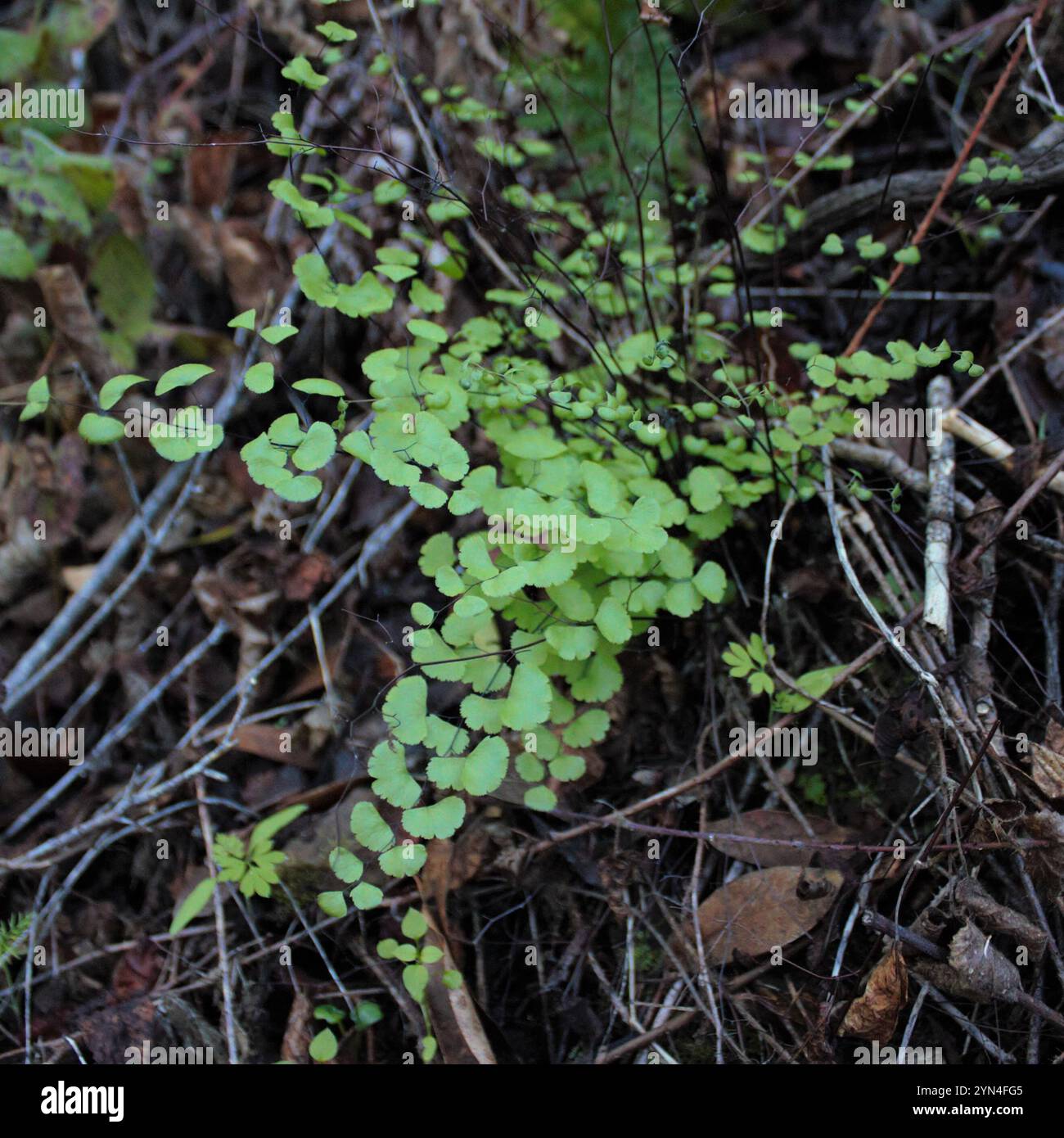 California Maidenhair Fern (Adiantum jordanii Stock Photo - Alamy
