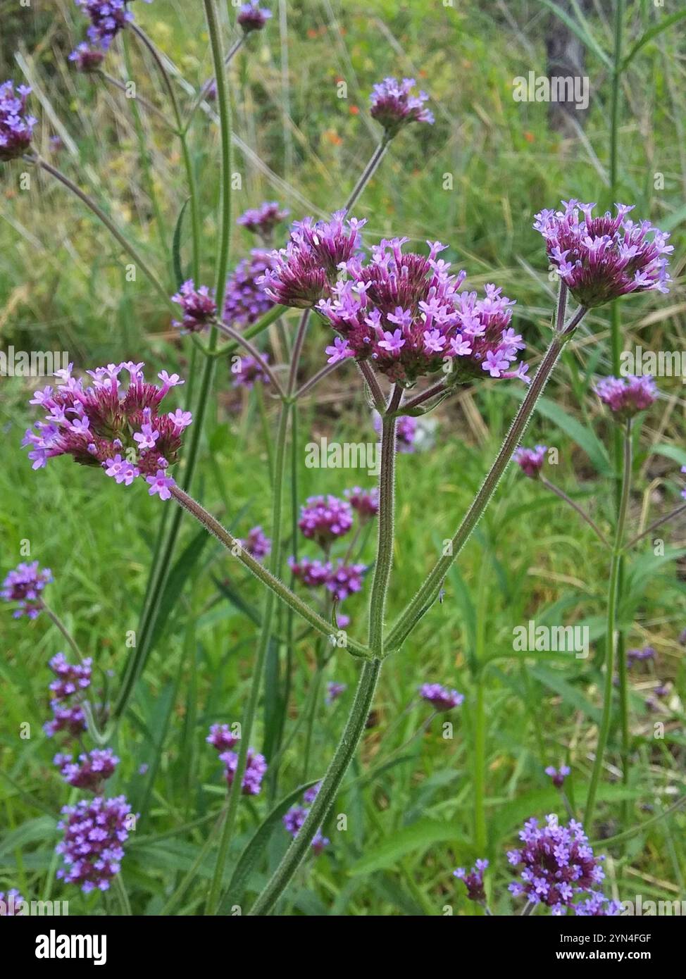 purpletop vervain (Verbena bonariensis Stock Photo - Alamy