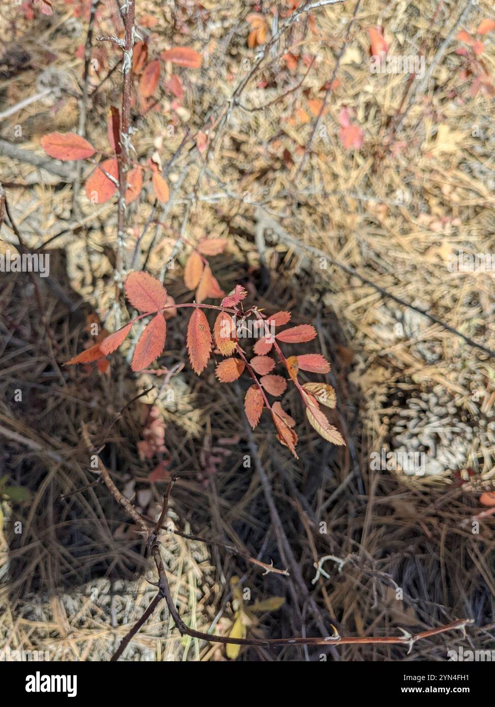 Woods' rose (Rosa woodsii Stock Photo - Alamy