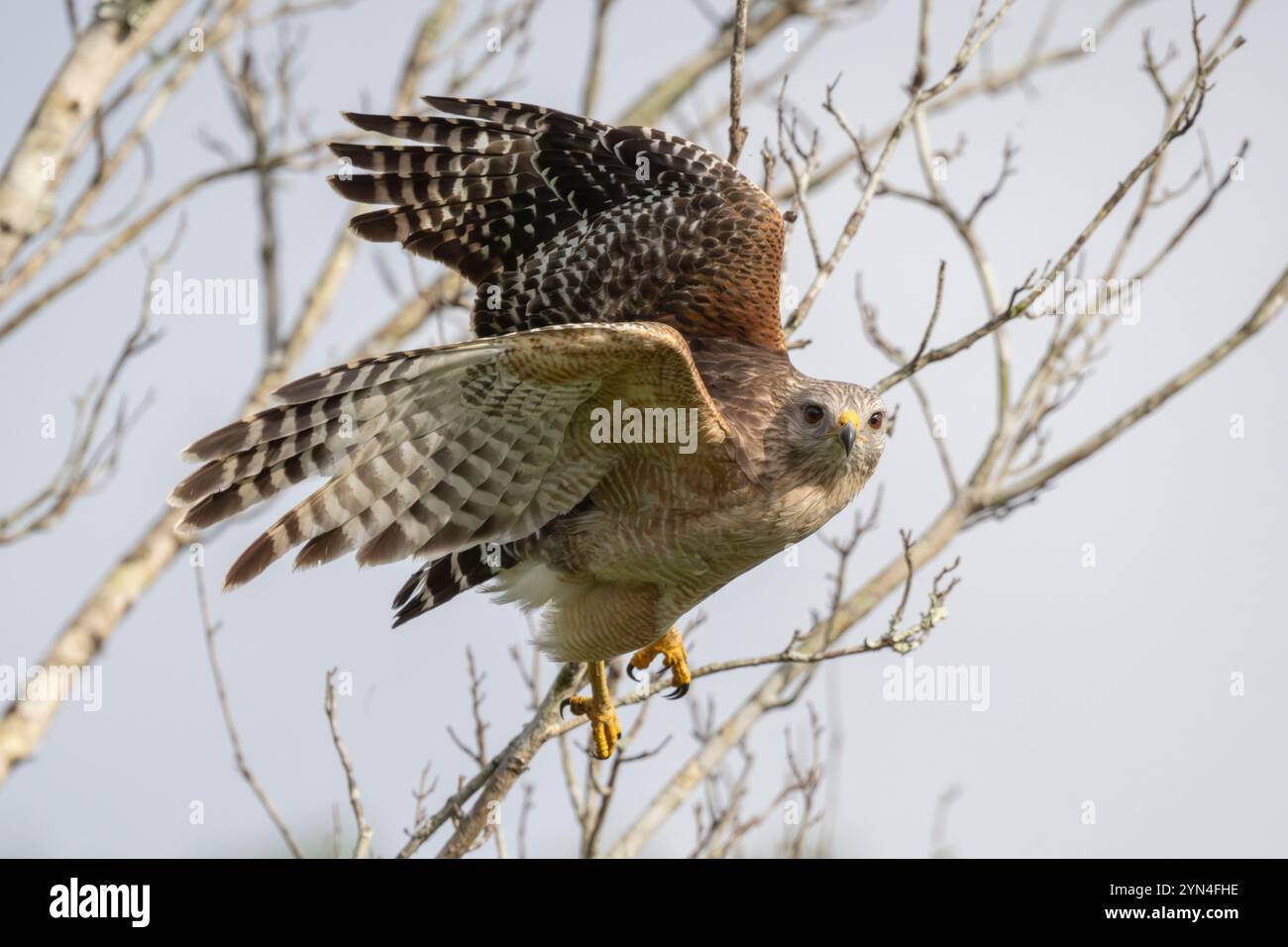 Crew rookery hi-res stock photography and images - Alamy