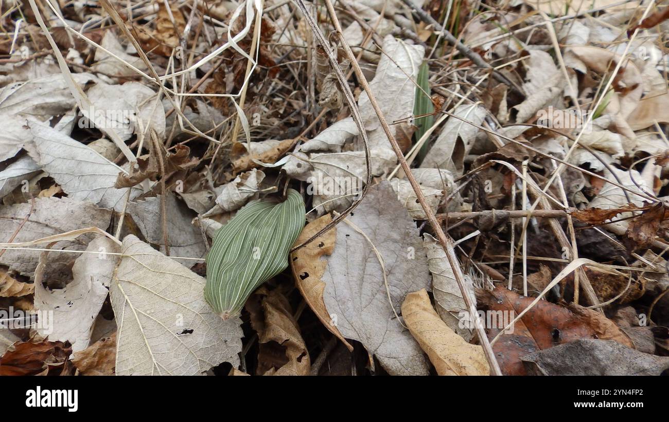 putty root (Aplectrum hyemale Stock Photo - Alamy
