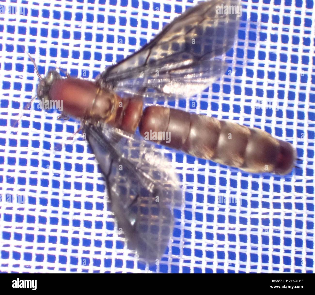 Driver Ants and Allies (Dorylus Stock Photo - Alamy