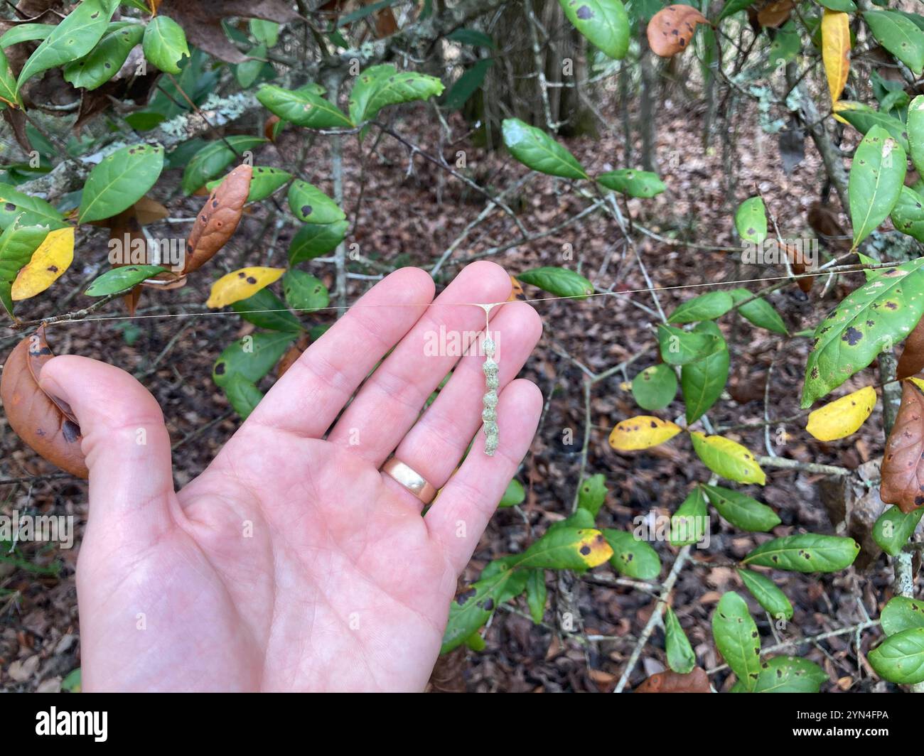 Basilica Orbweaver (Mecynogea lemniscata Stock Photo - Alamy
