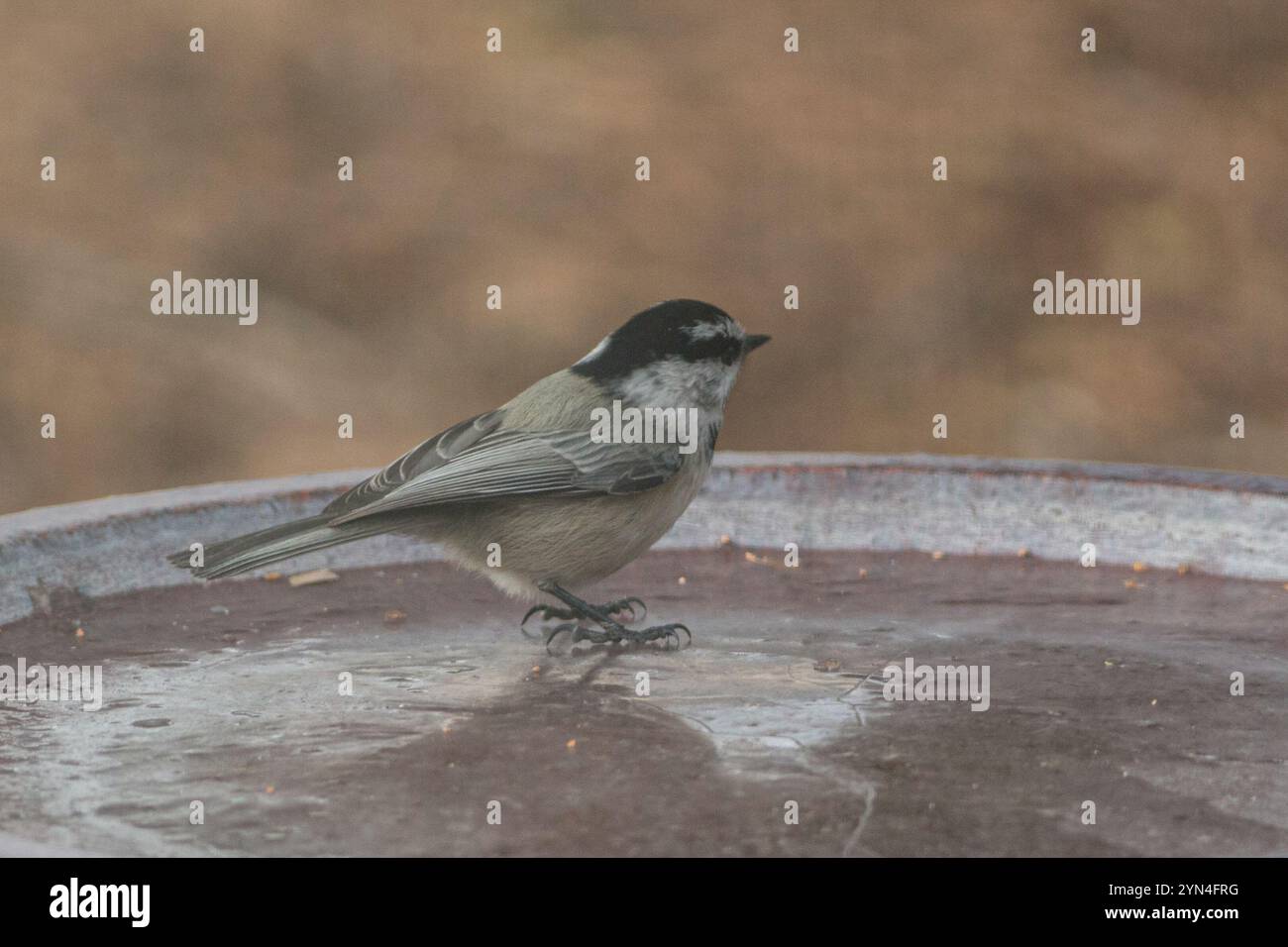 Mountain Chickadee (Poecile gambeli Stock Photo - Alamy