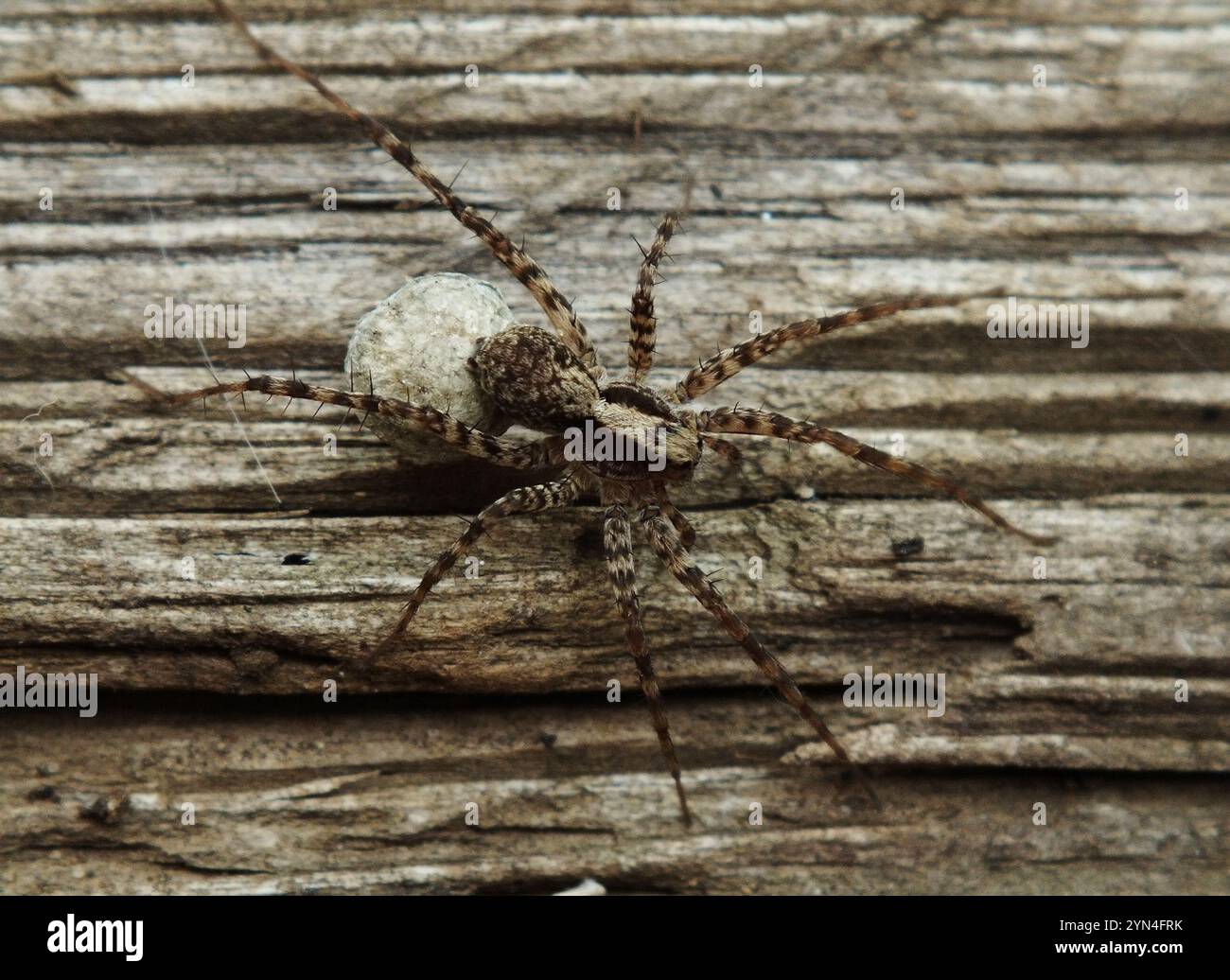 Thin-legged Wolf Spiders (Pardosa Stock Photo - Alamy