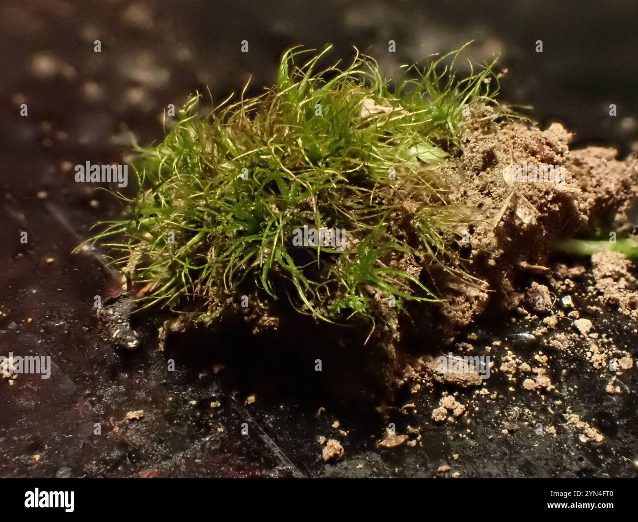 Ditrichum hi-res stock photography and images - Alamy