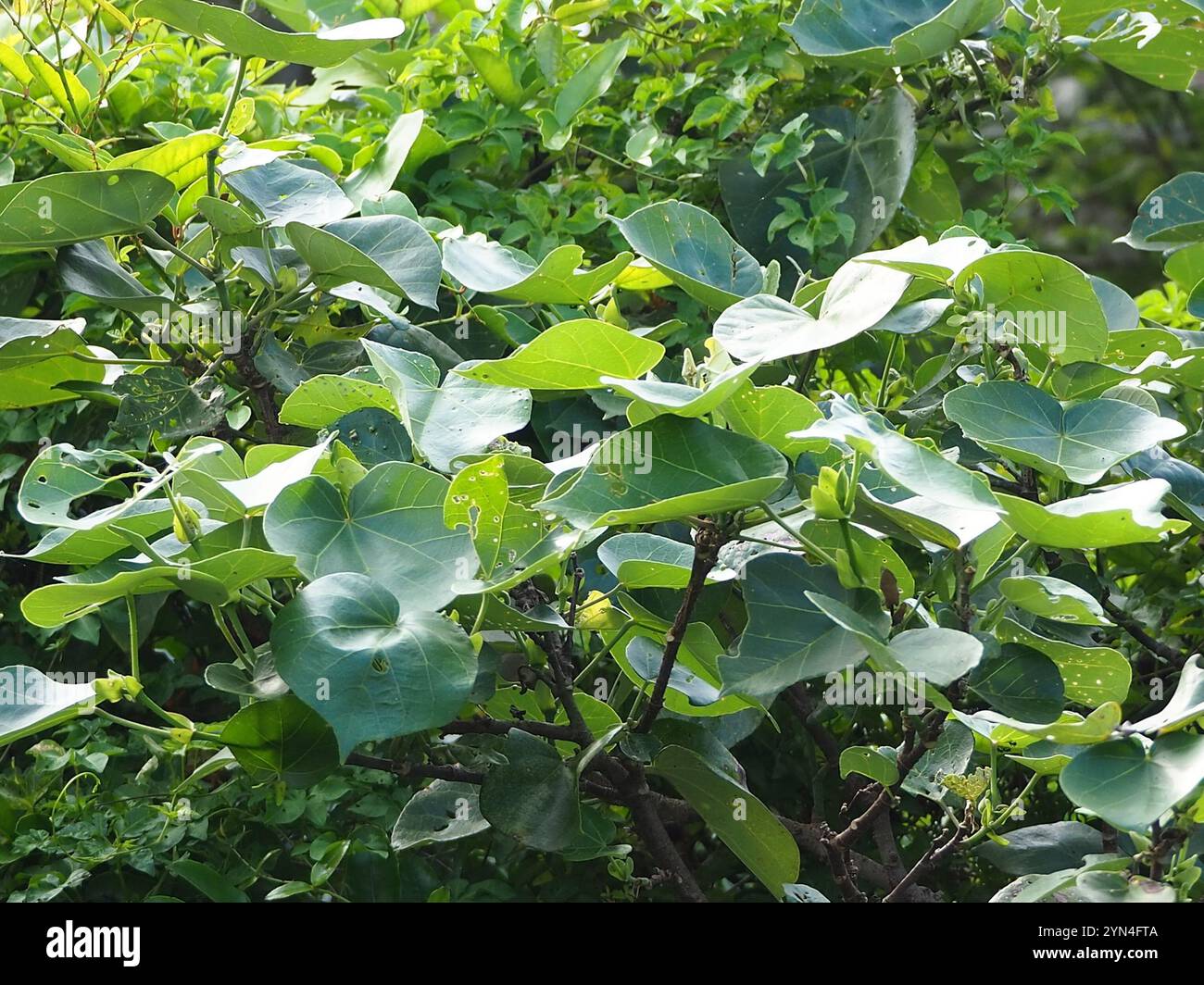 sea hibiscus (Hibiscus tiliaceus Stock Photo - Alamy