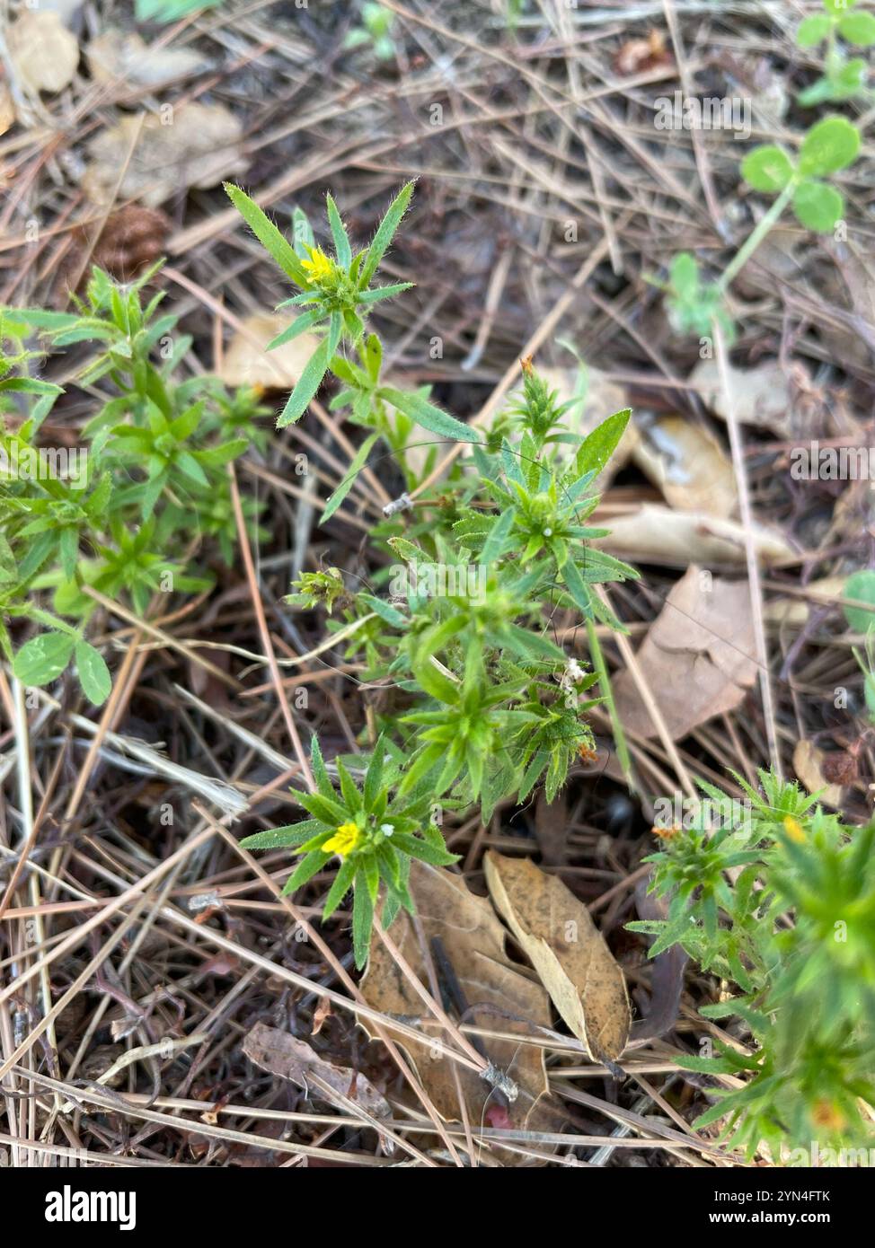 Stinkwort (Dittrichia graveolens Stock Photo - Alamy