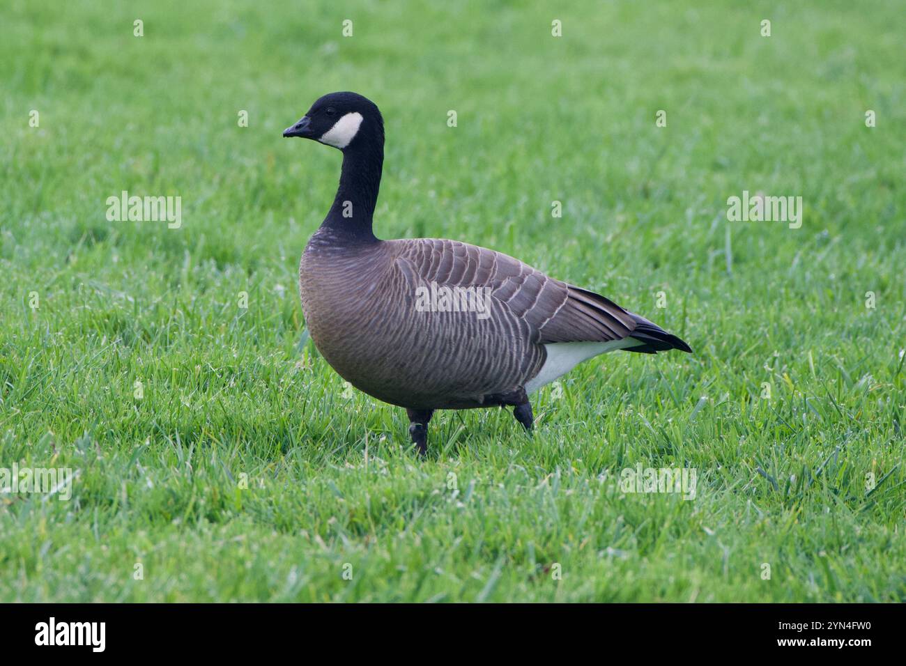 Small Cackling Goose (Branta hutchinsii minima Stock Photo - Alamy