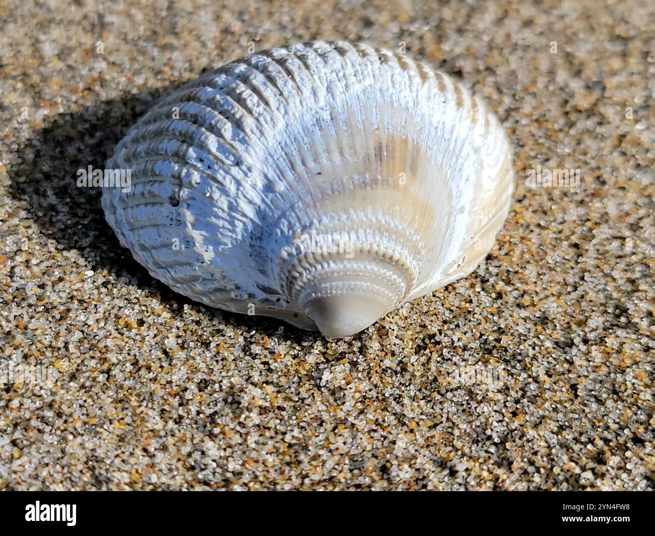 Nuttall's Cockle (Clinocardium nuttallii Stock Photo - Alamy