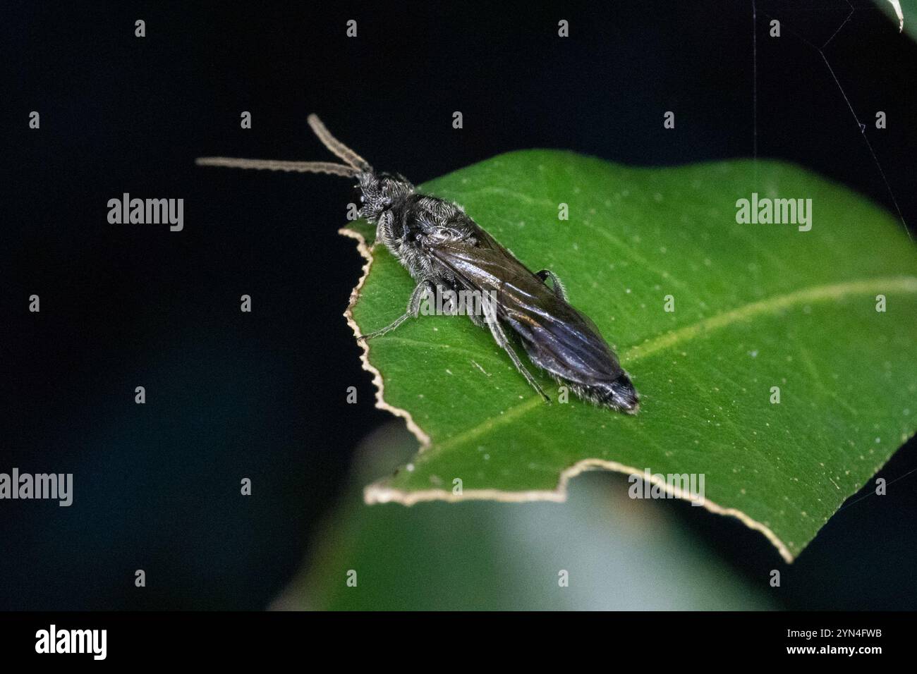 Flat wasps (Bethylidae Stock Photo - Alamy