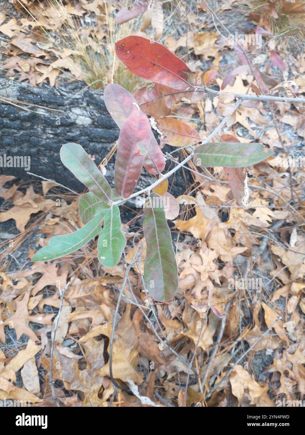 bluejack oak (Quercus incana Stock Photo - Alamy