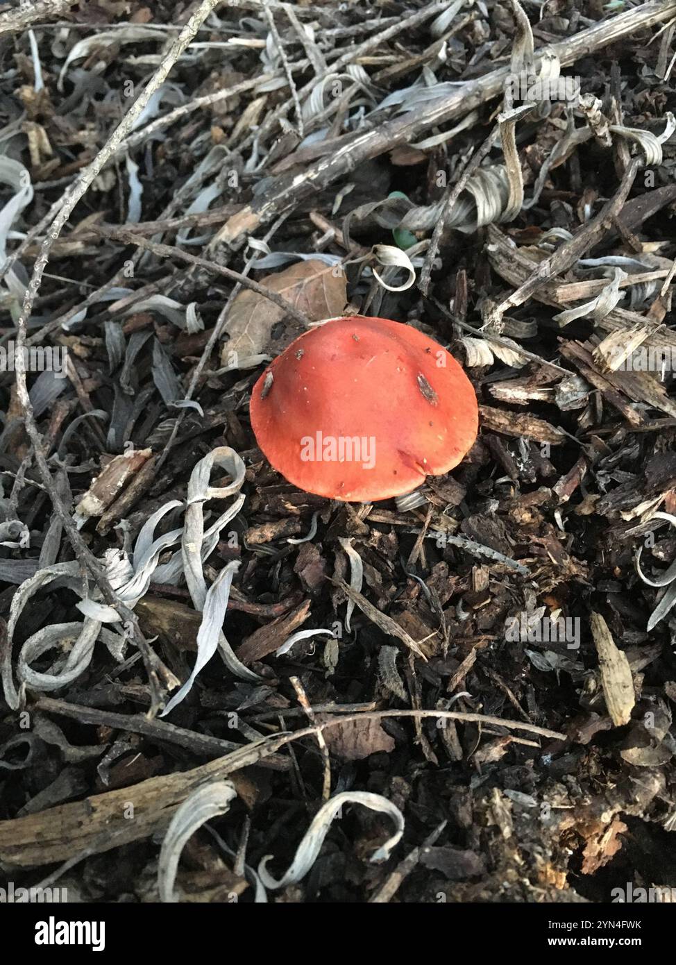 Scarlet Waxy Cap (Hygrocybe coccinea Stock Photo - Alamy