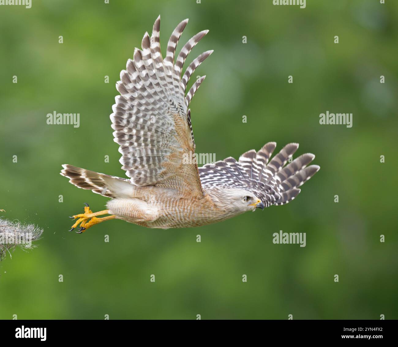 Crew rookery hi-res stock photography and images - Alamy