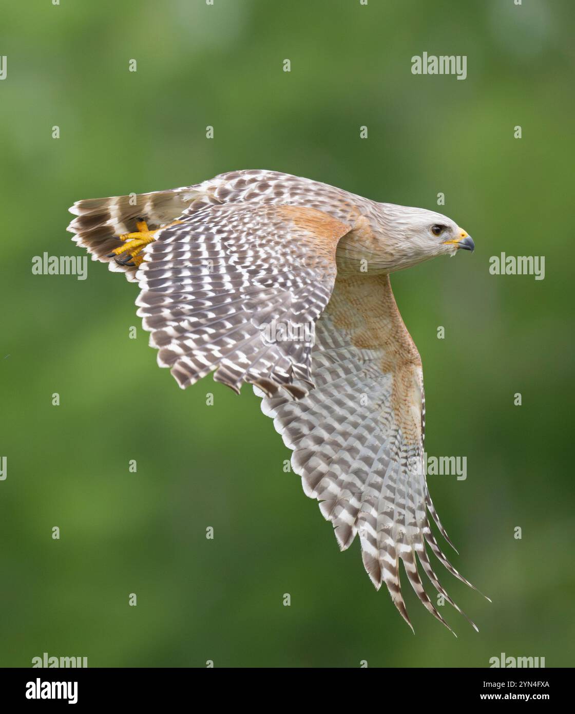 Crew rookery hi-res stock photography and images - Alamy