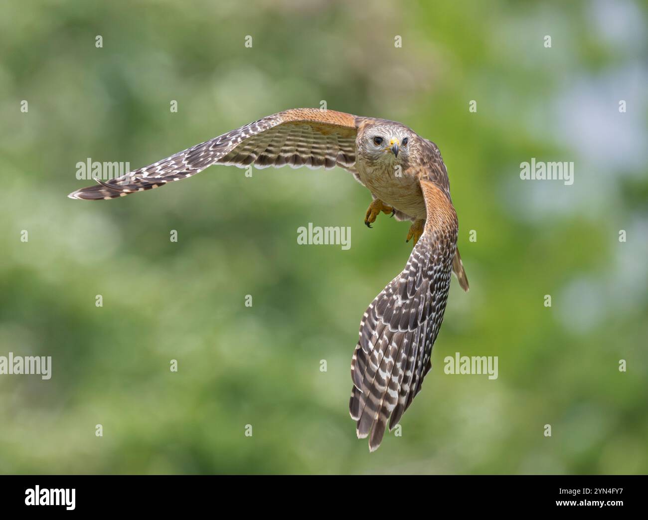 Crew rookery hi-res stock photography and images - Alamy