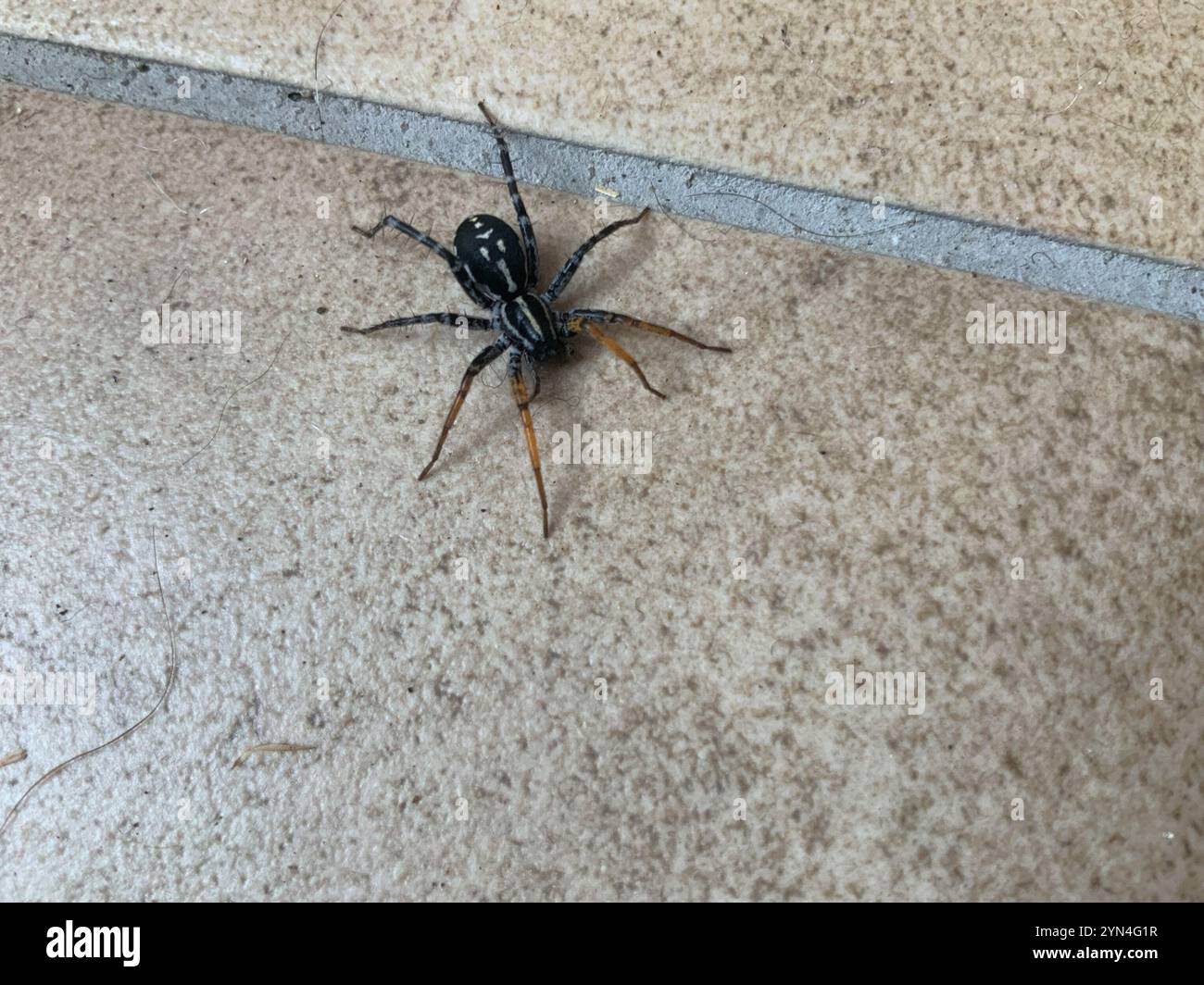 Spotted Ground Swift Spider (Nyssus coloripes Stock Photo - Alamy