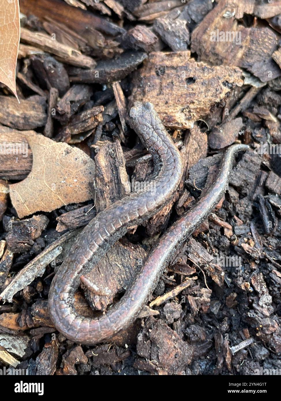 California Slender Salamander (Batrachoseps attenuatus Stock Photo - Alamy