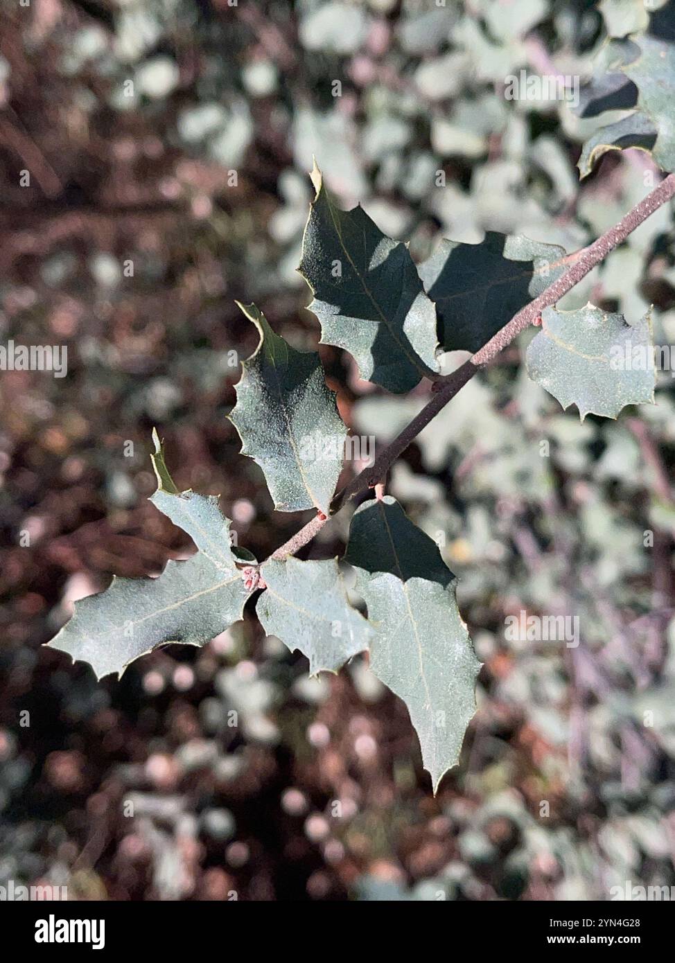 Arizona white oak (Quercus arizonica Stock Photo - Alamy