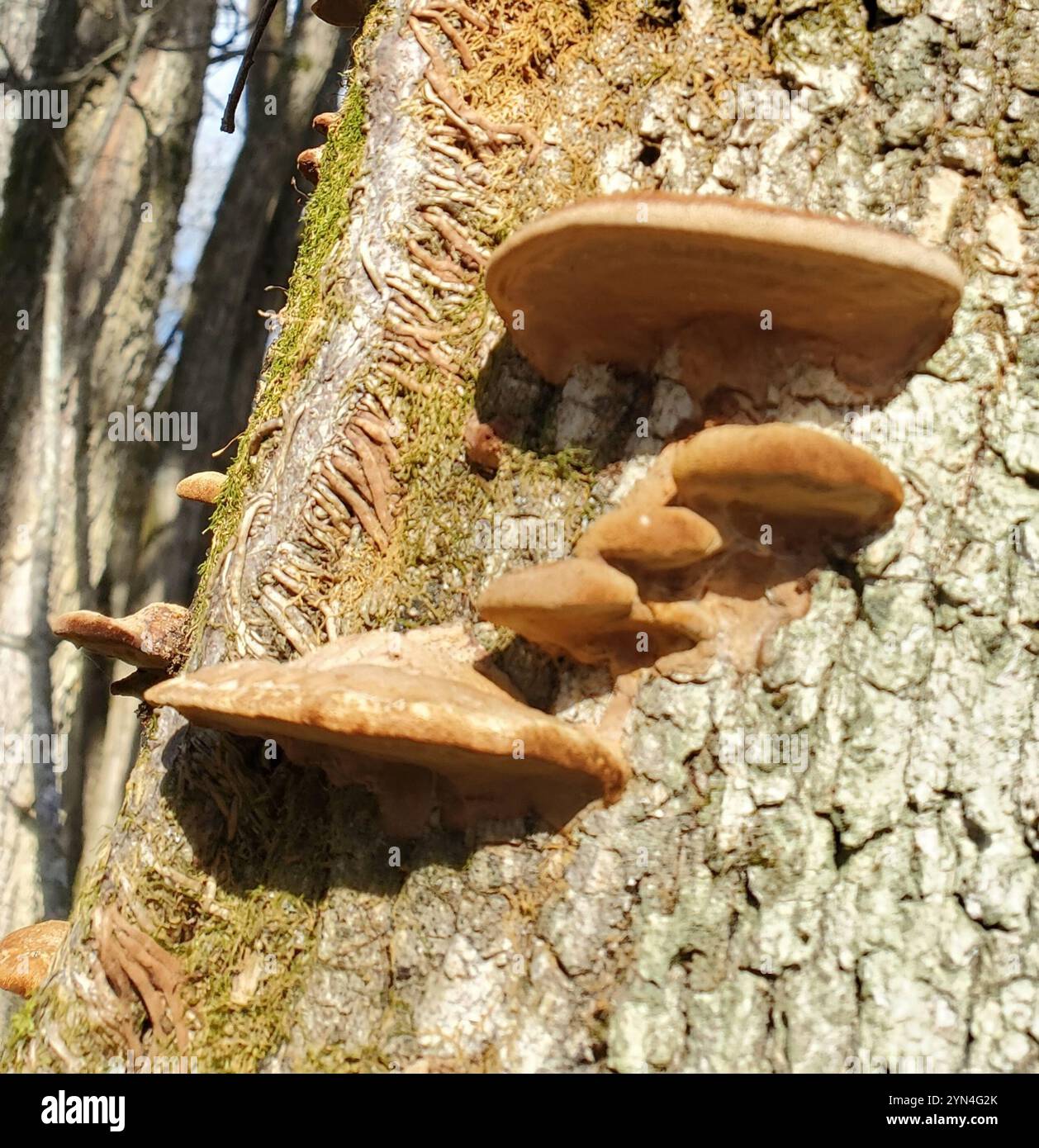 shelf fungi (Polyporales Stock Photo - Alamy