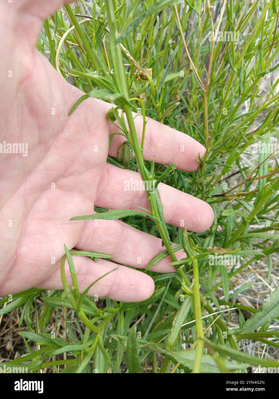 Madagascar Ragwort (Senecio madagascariensis Stock Photo - Alamy