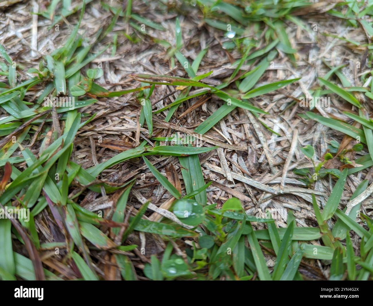 Stenotaphrum hi-res stock photography and images - Alamy