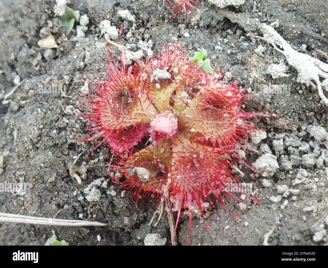 tropical sundew (Drosera burmanni Stock Photo - Alamy