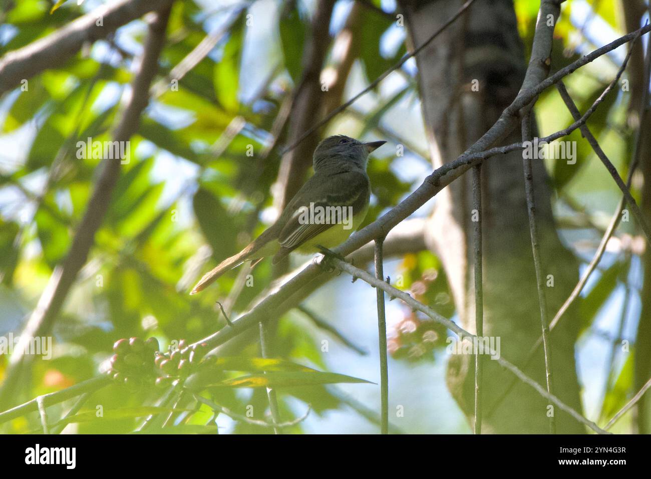 Panama Flycatcher (Myiarchus panamensis Stock Photo - Alamy