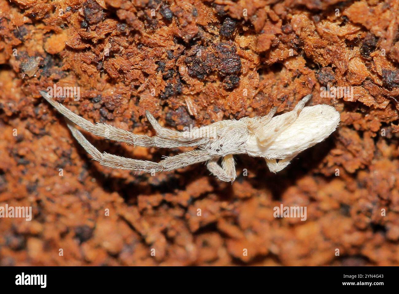 Walckenaer's Feather-legged Spider (Uloborus walckenaerius Stock Photo ...