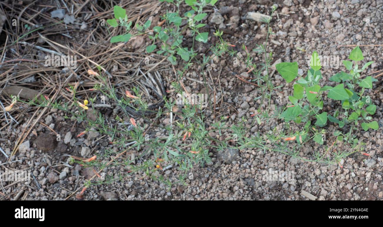 Wright's Deervetch (Acmispon wrightii Stock Photo - Alamy