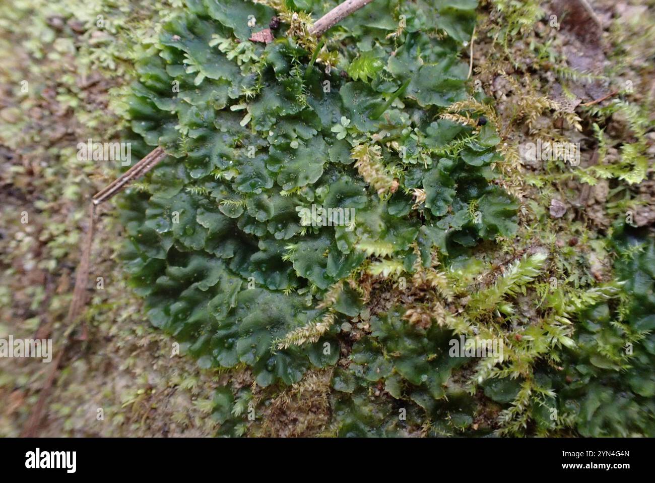 Phaeoceros hi-res stock photography and images - Alamy