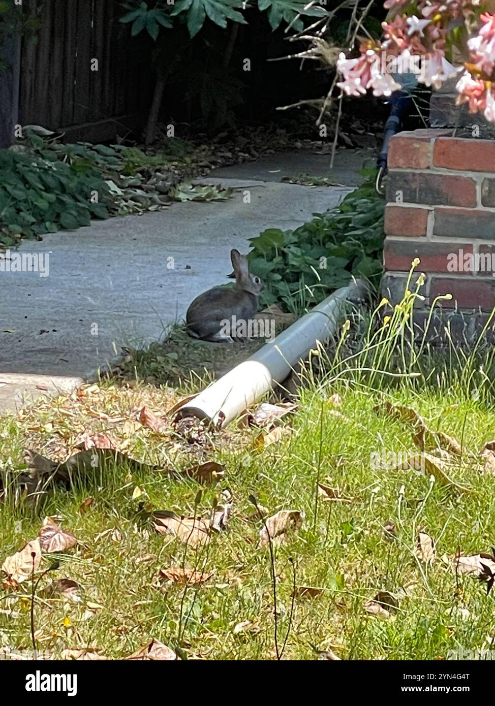 European Rabbit (Oryctolagus cuniculus Stock Photo - Alamy