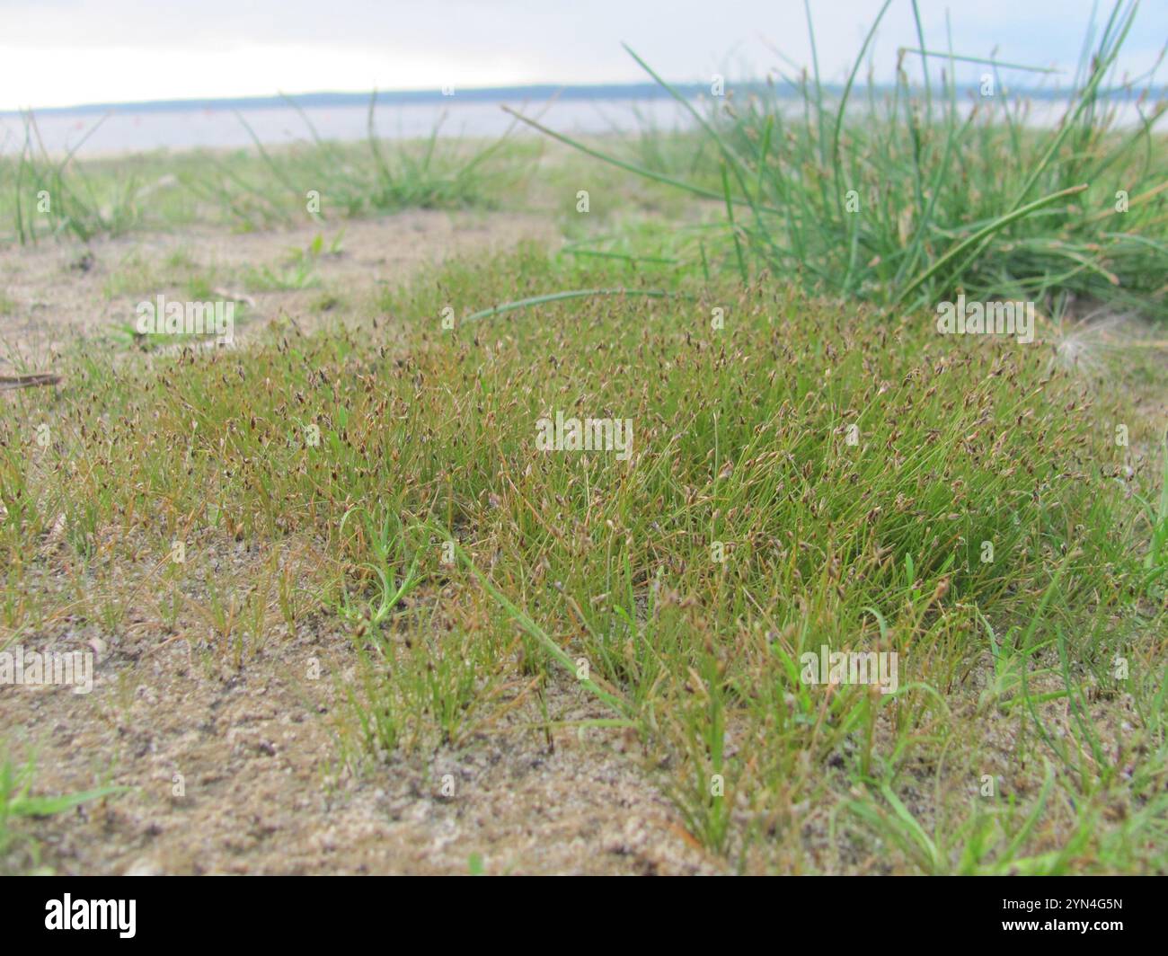Needle Spikerush (Eleocharis acicularis Stock Photo - Alamy