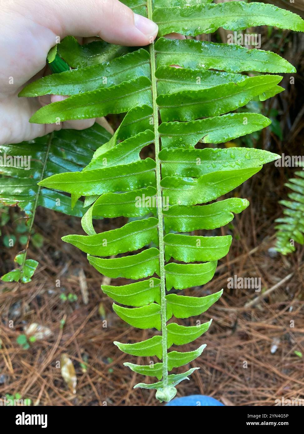 southern sword fern (Nephrolepis exaltata Stock Photo - Alamy