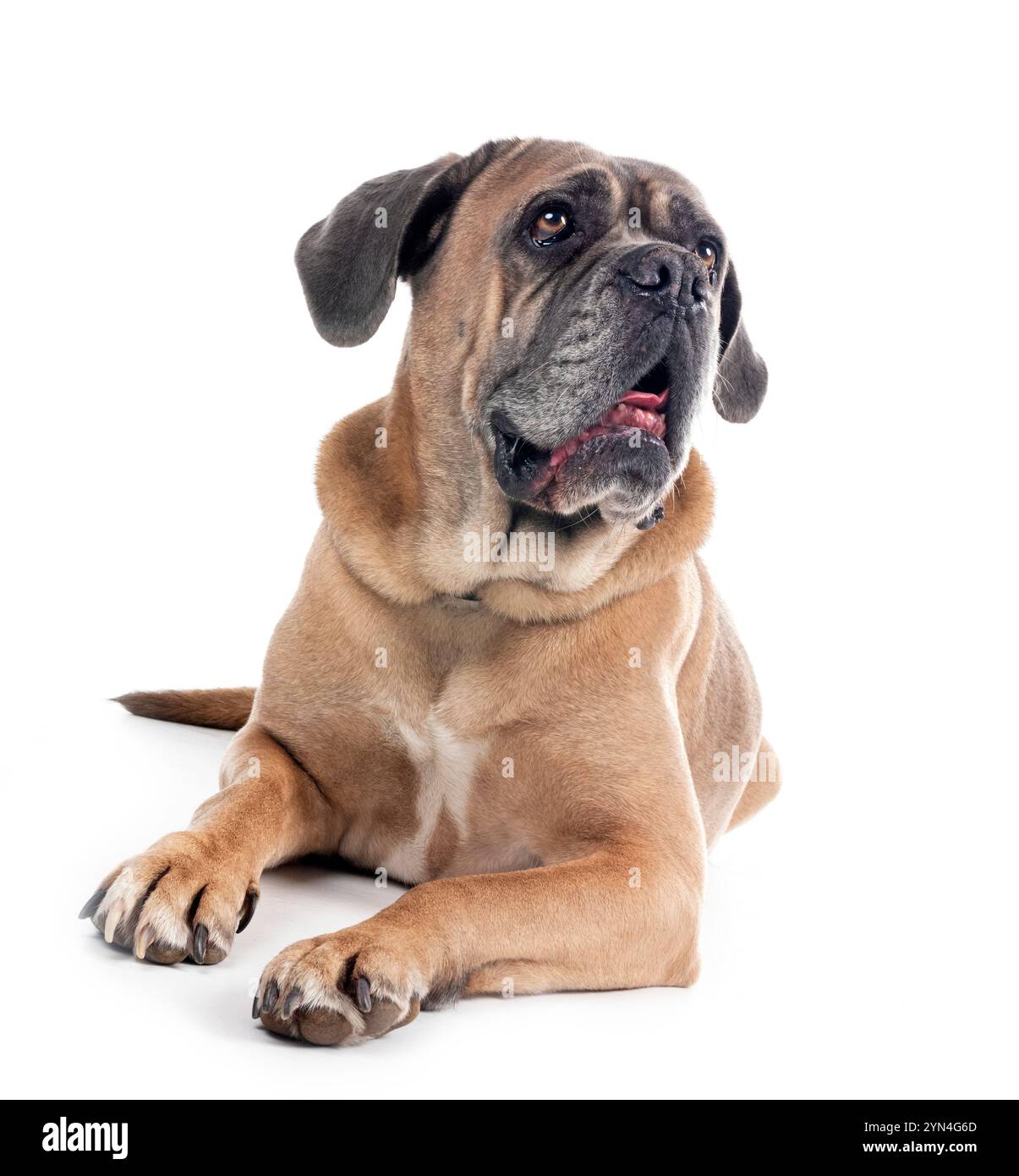 old italian mastiff in front of white background Stock Photo - Alamy