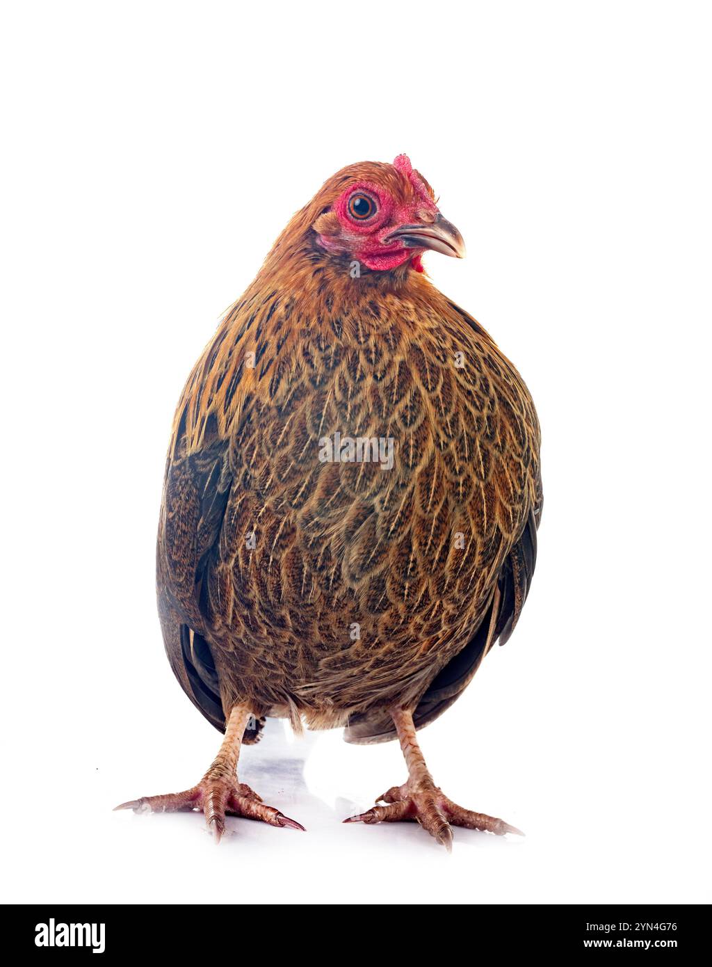 bantam chicken pictave in front of white background Stock Photo - Alamy