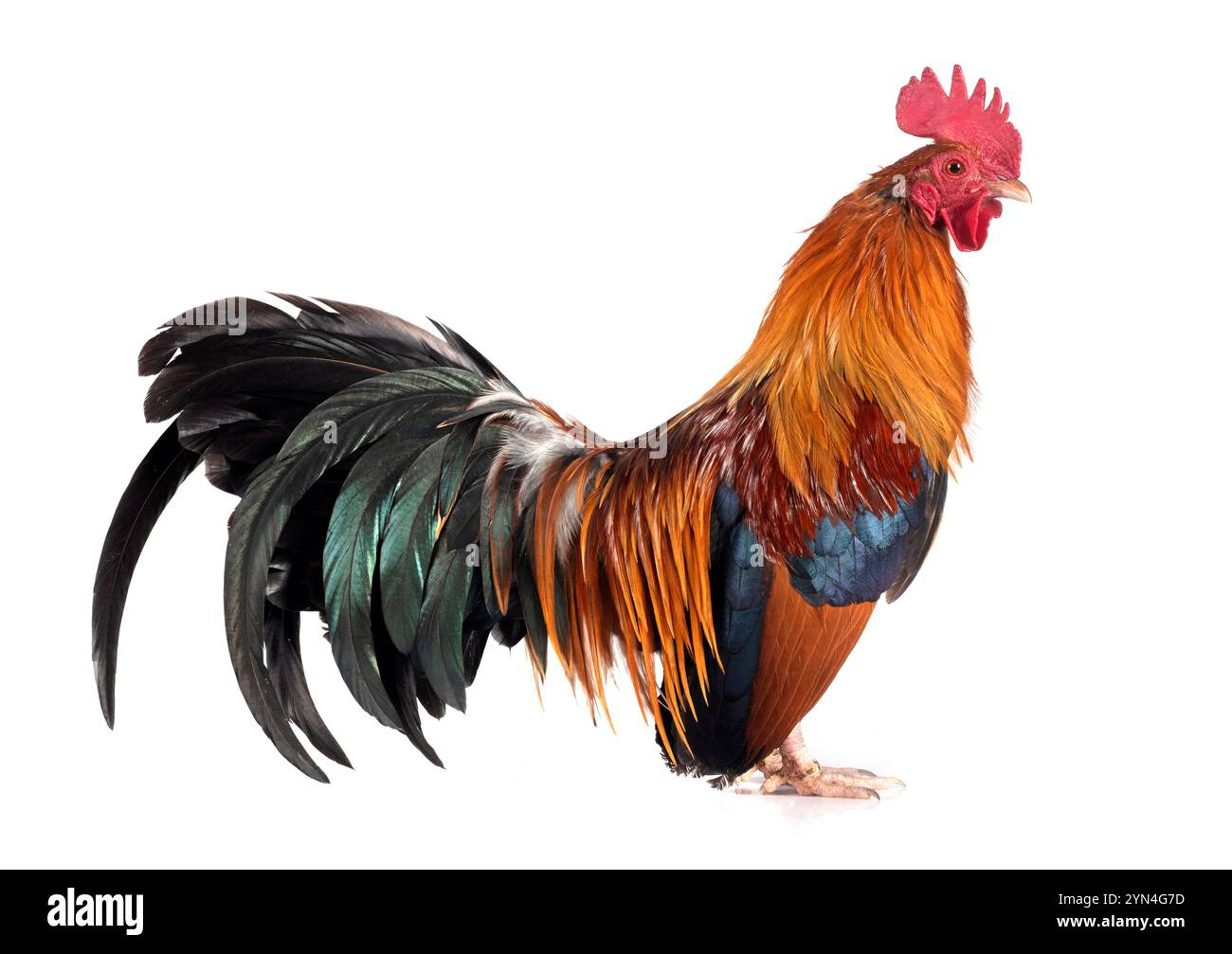 bantam chicken pictave in front of white background Stock Photo - Alamy