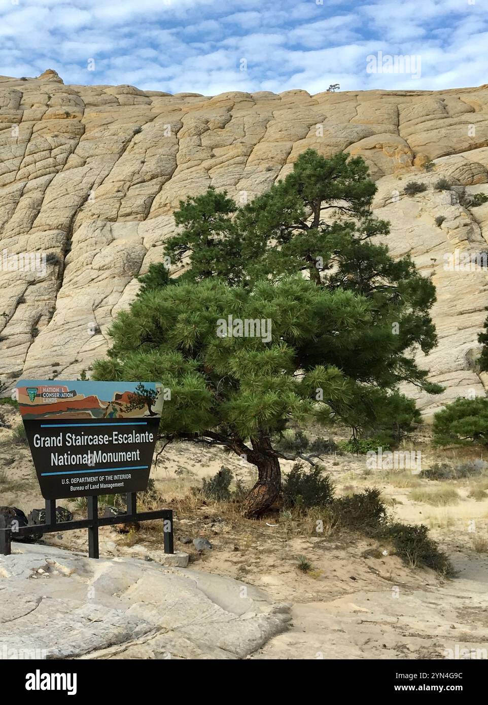 Colorado Pinyon (Pinus edulis Stock Photo - Alamy