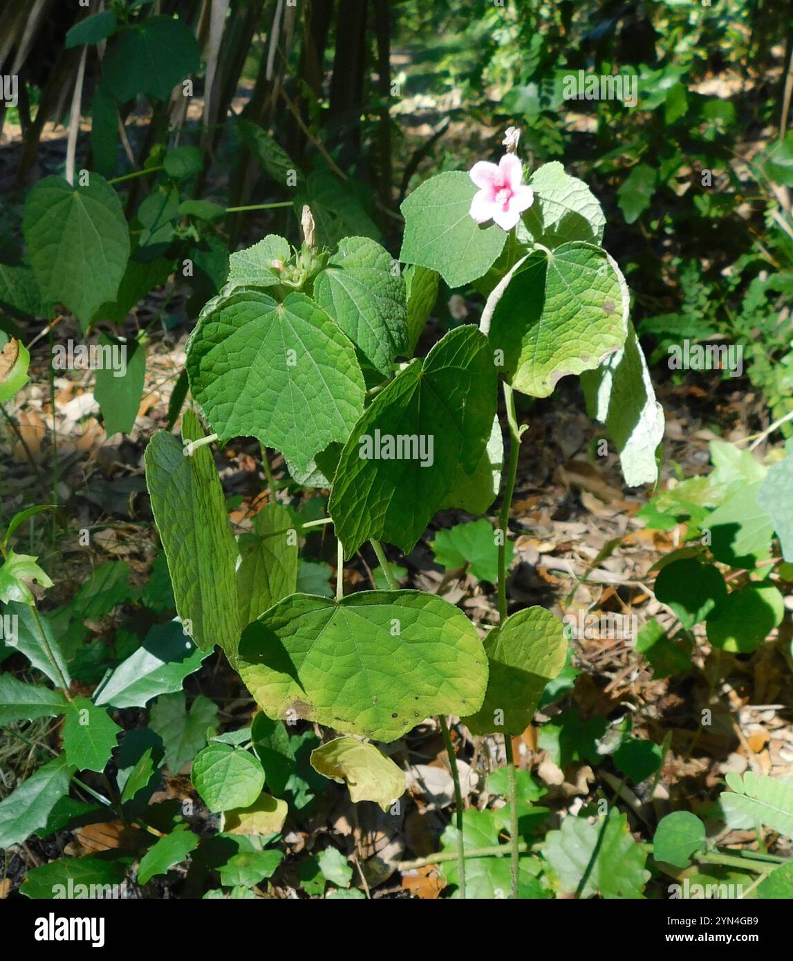 Caesar weed (Urena lobata Stock Photo - Alamy
