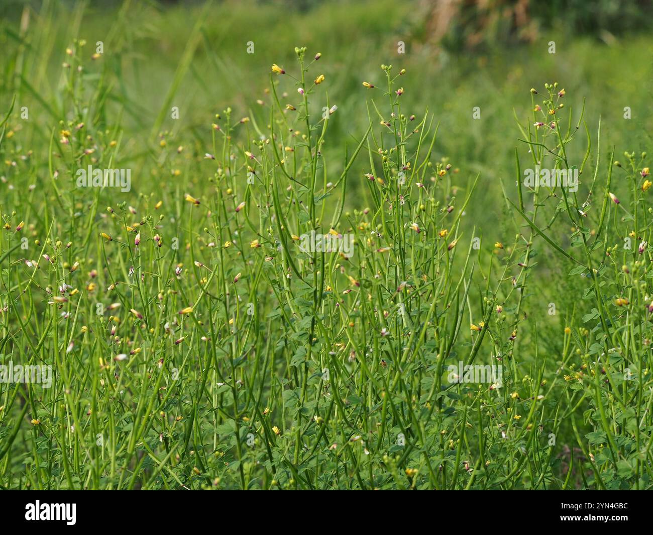 Asian spiderflower (Cleome viscosa Stock Photo - Alamy