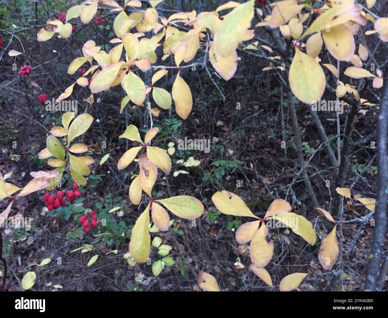 European barberry (Berberis vulgaris Stock Photo - Alamy