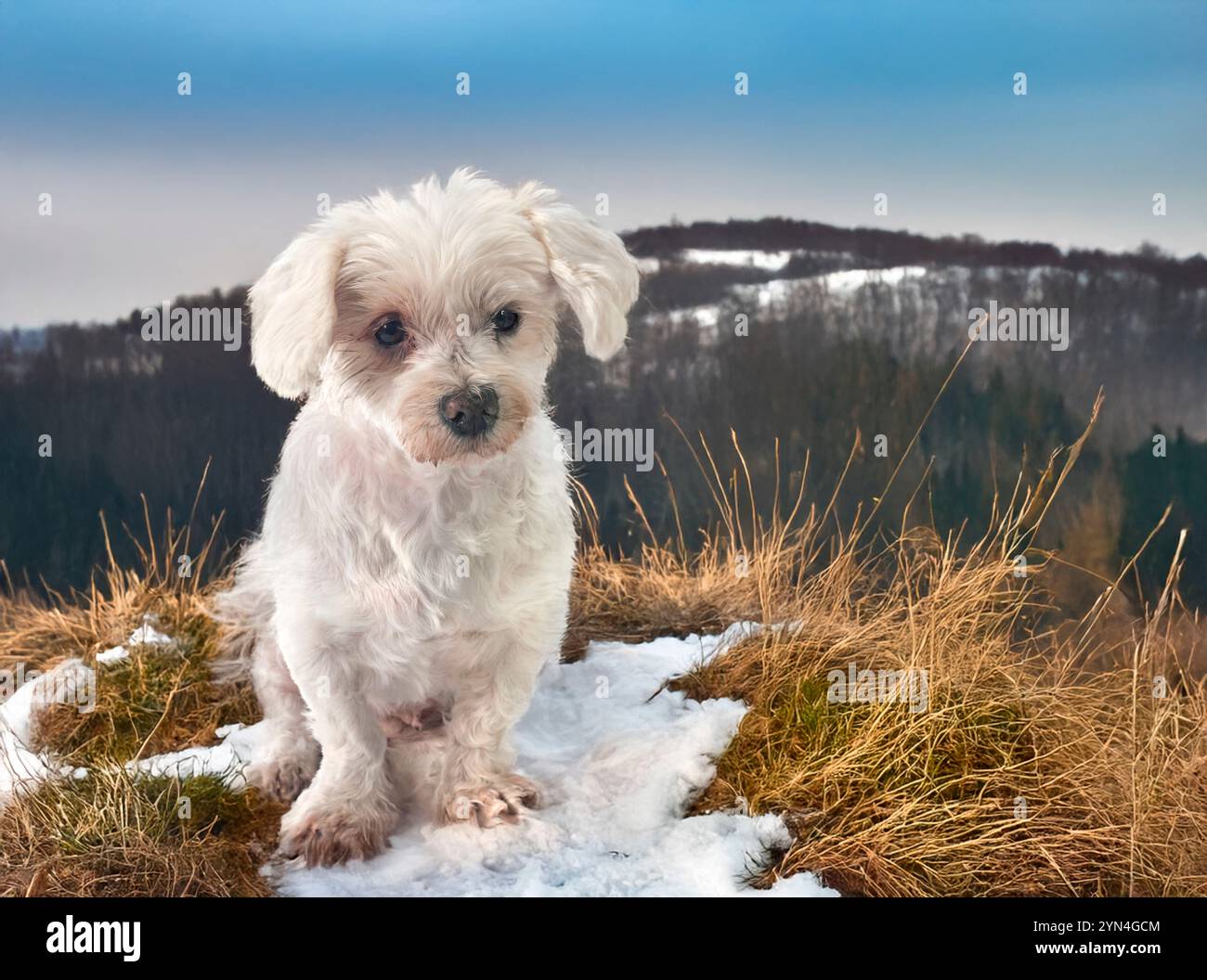 Bichon maltés hi-res stock photography and images - Alamy