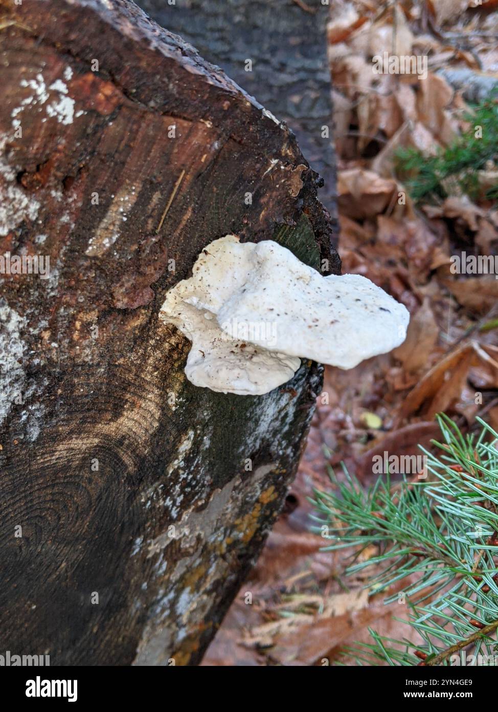 White cheese polypore tyromyces chioneus hi-res stock photography and ...