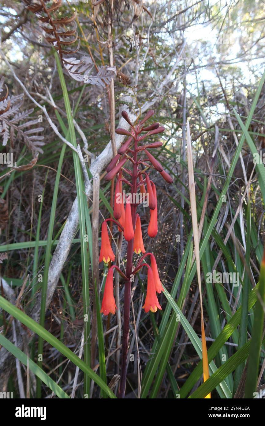 Tasmanian Christmas bells (Blandfordia punicea Stock Photo - Alamy